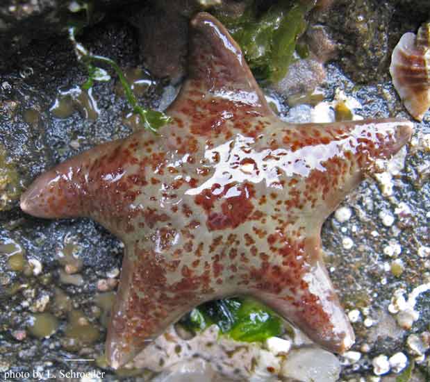 Echinoderm-Identification-SeaStars